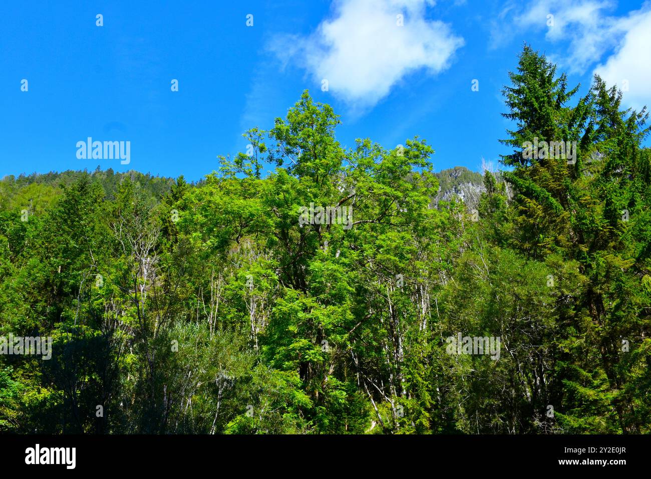 European ash (Fraxinus excelsior) tree Stock Photo - Alamy