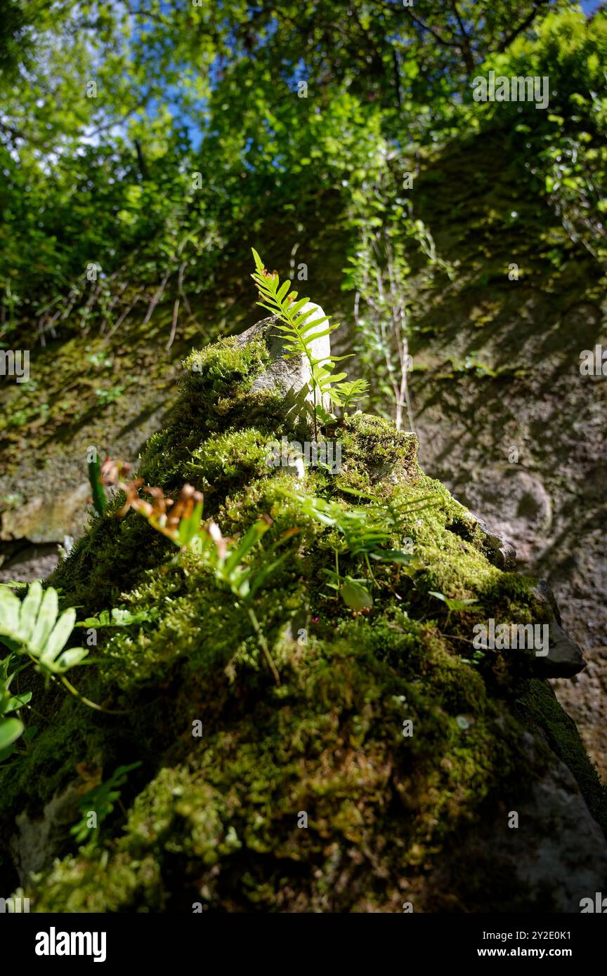 Ecosystem diversity hi-res stock photography and images - Alamy