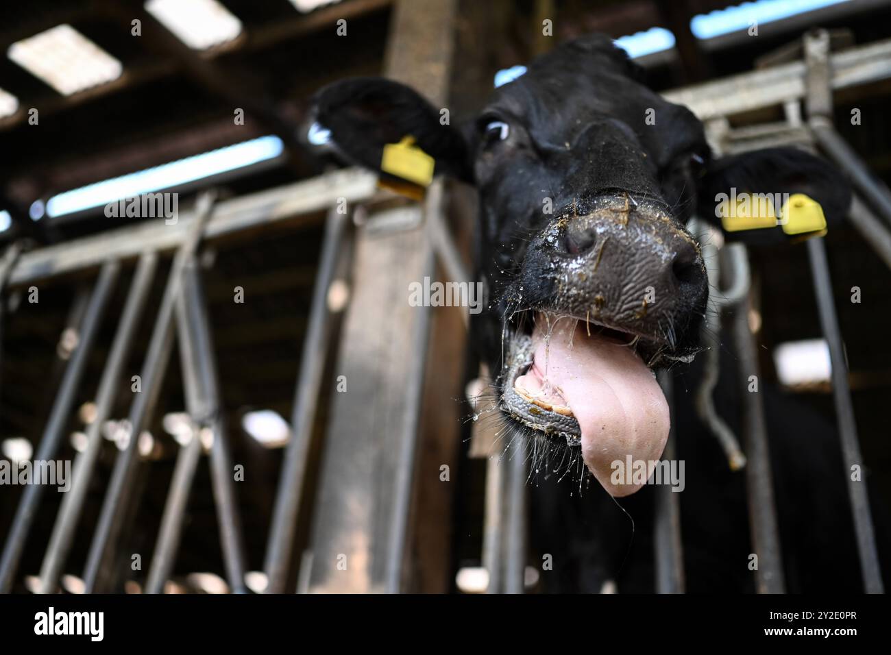 10 September 2024, Lower Saxony, Wymeer: A cow infected with bluetongue ...