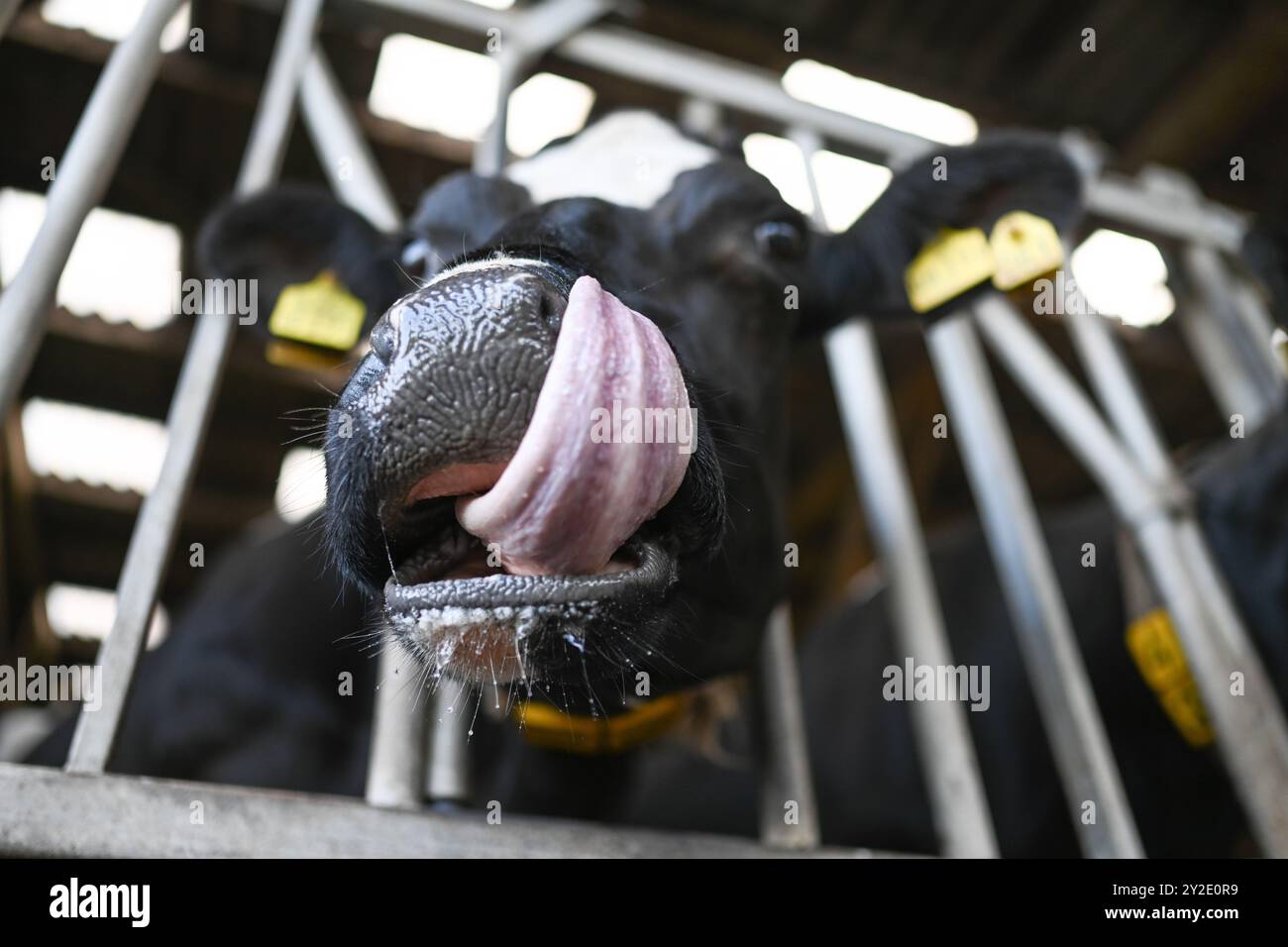 10 September 2024, Lower Saxony, Wymeer: A cow infected with bluetongue ...