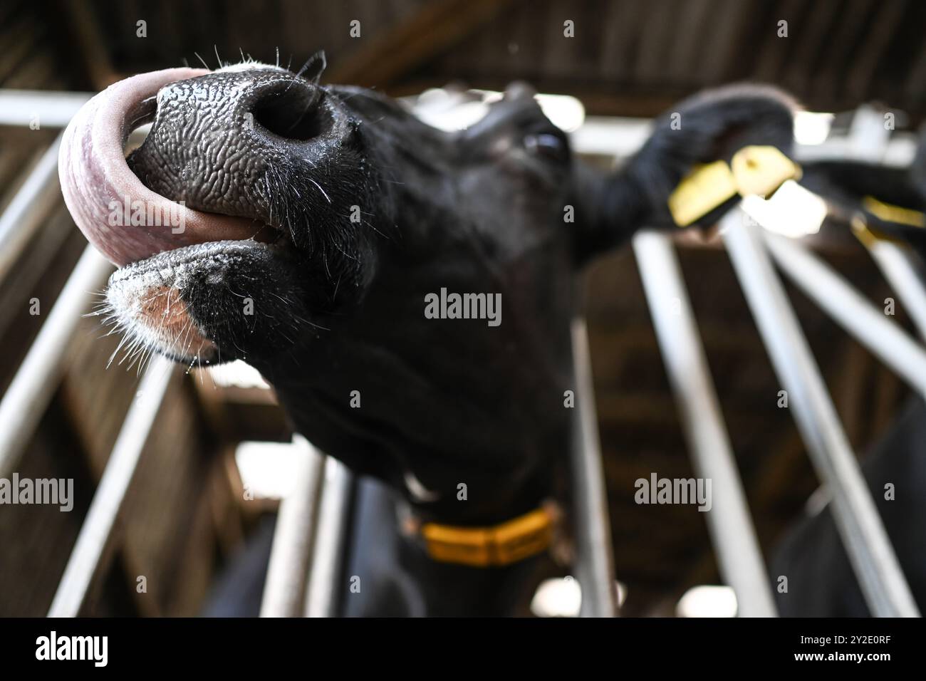 10 September 2024, Lower Saxony, Wymeer: A cow infected with bluetongue ...
