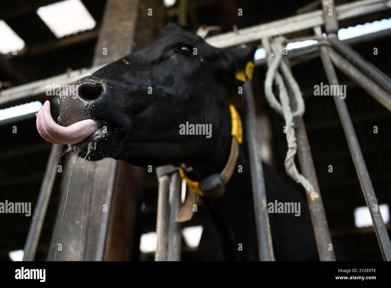 10 September 2024, Lower Saxony, Wymeer: A cow infected with bluetongue ...