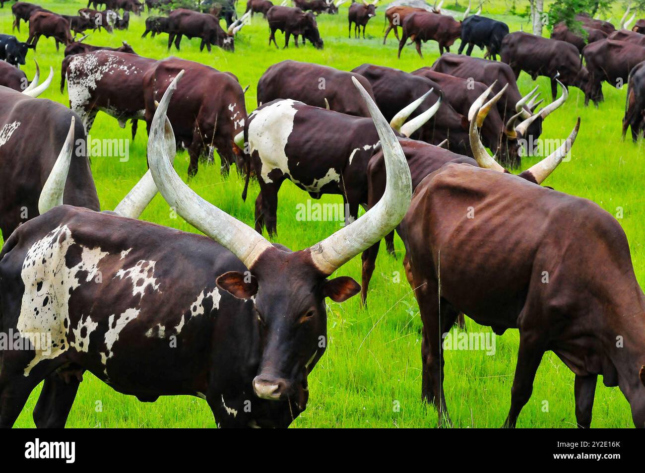 Bahima hi-res stock photography and images - Alamy