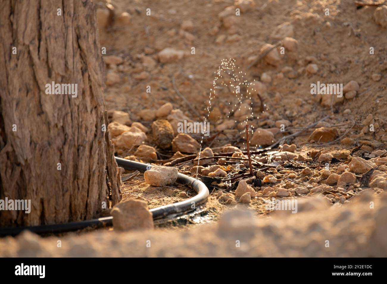 Drip irrigation system hi-res stock photography and images - Alamy