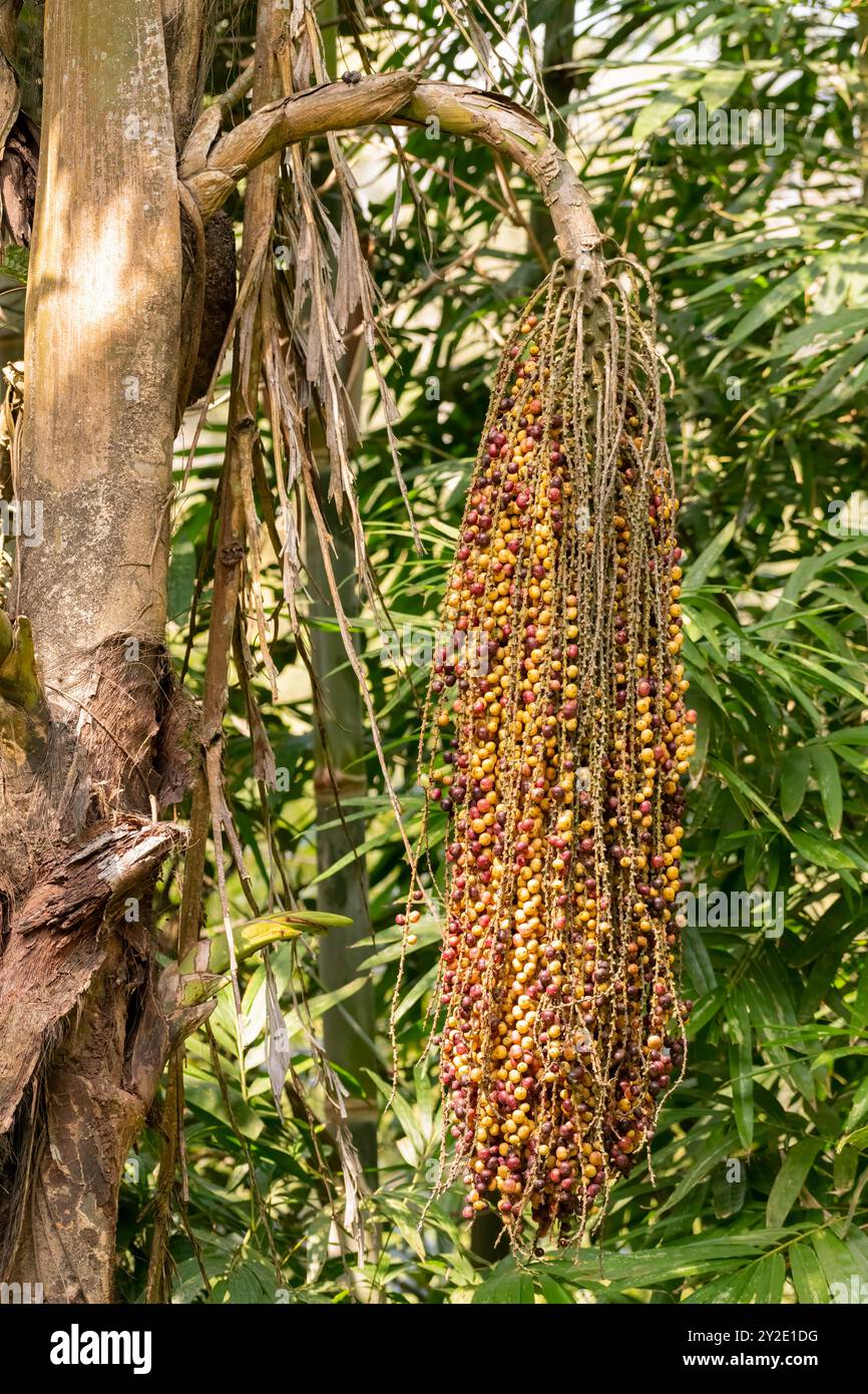 Oil palm tree fruits hi-res stock photography and images - Alamy