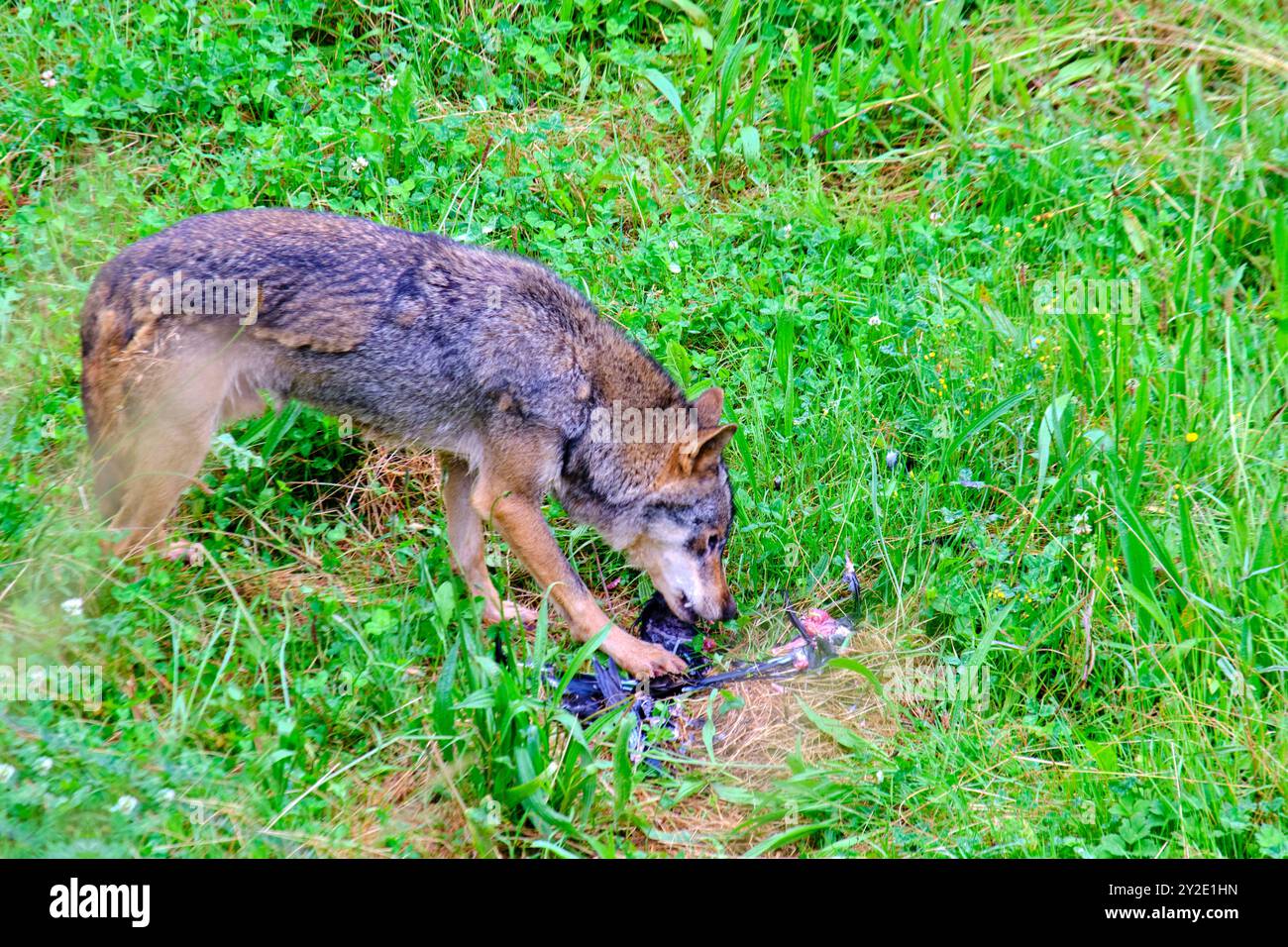 A brown and gray Iberian wolf (Canis lupus signatus) devouring a bird ...