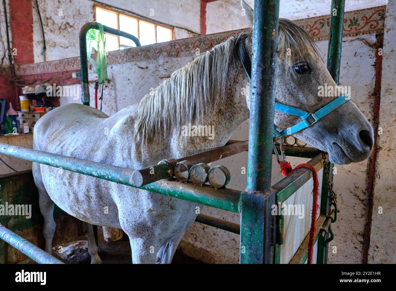 Portrait horse standing in stall hi-res stock photography and images ...