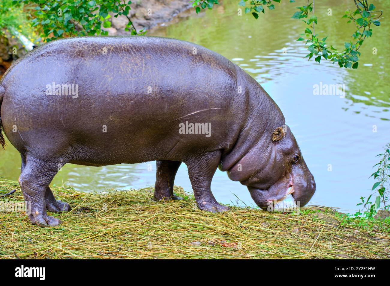 A pygmy hippopotamus (Choeropsis liberiensis) grazing in the grass ...