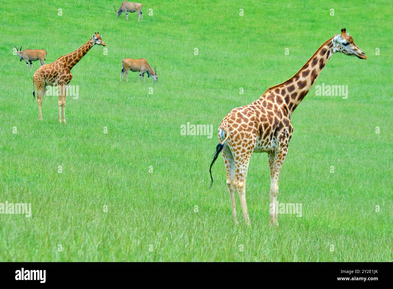 A giraffe (Giraffa camelopardalis) stands in a grassland with other ...