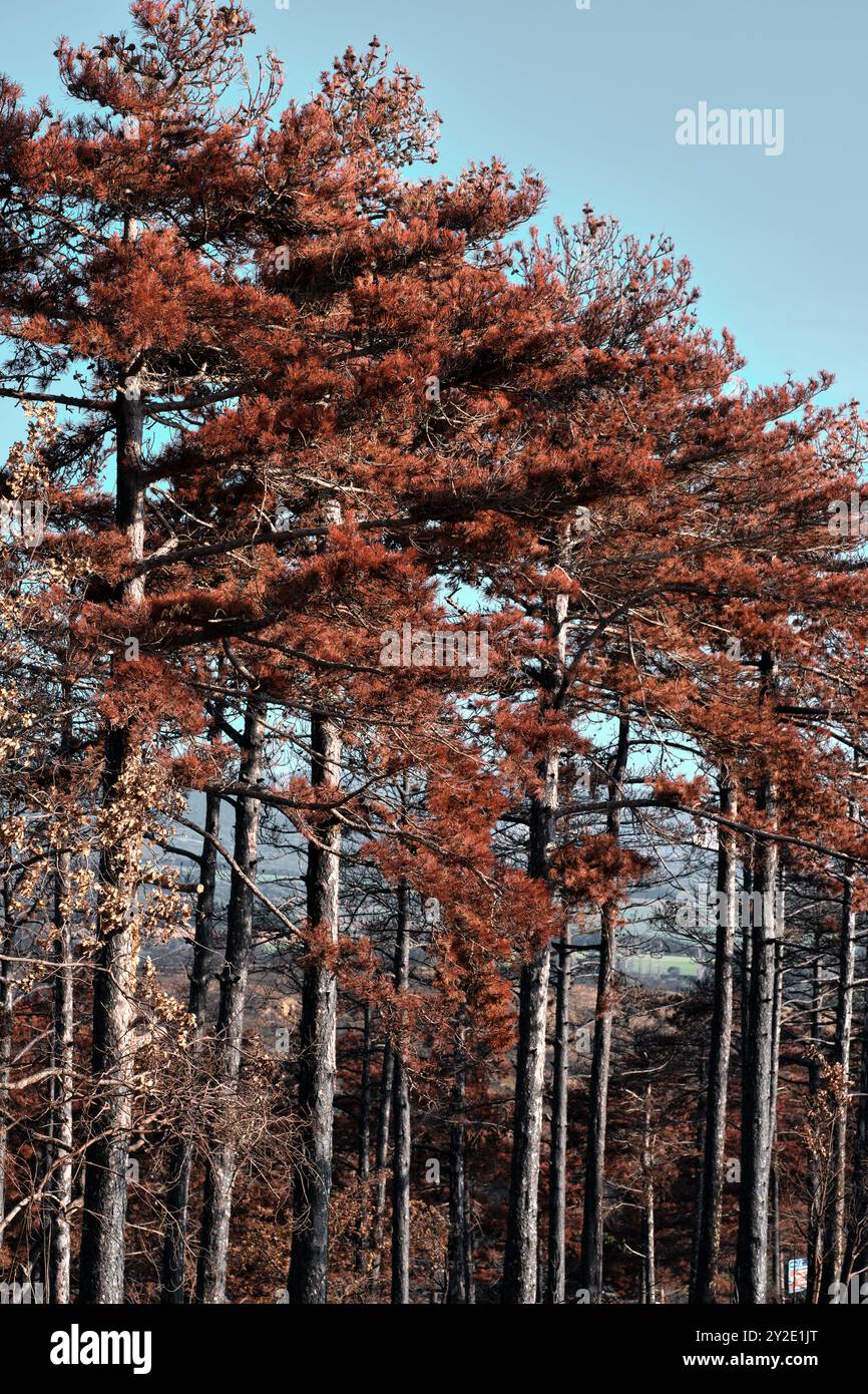 Burnt pine trees stand resilient after a wildfire in the forests of ...