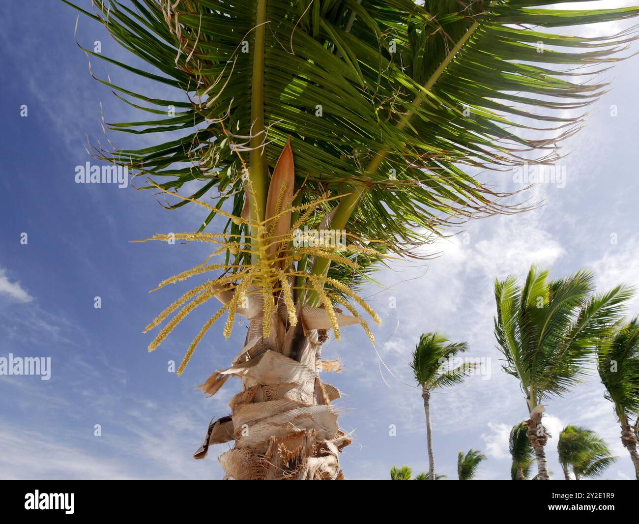 coconut trees and inflorescence, idyllic tropical palm trees and blue ...