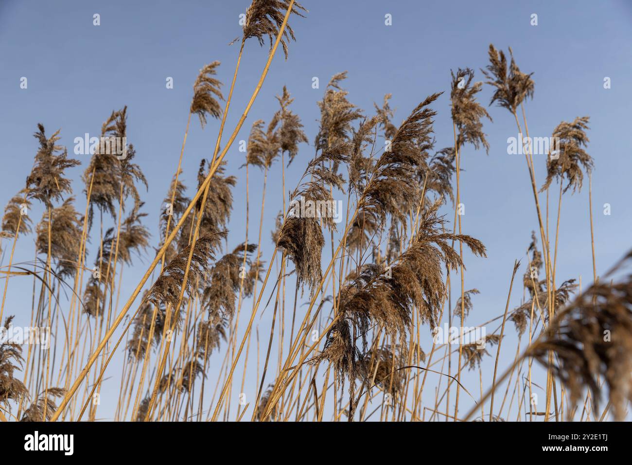 dry tall grass against the blue sky, grass growing on the lake shore in ...
