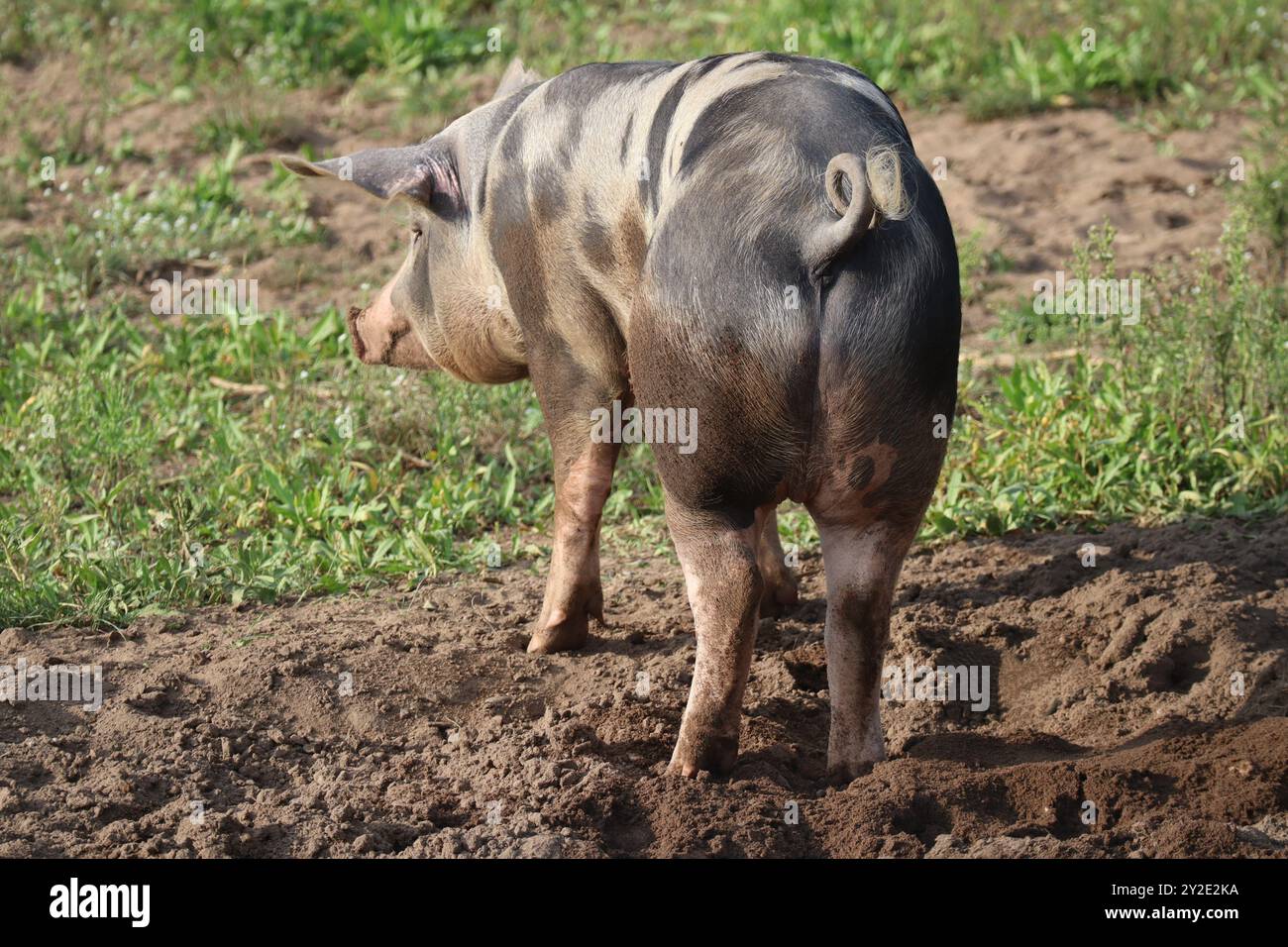 Pigs rear end hi-res stock photography and images - Alamy