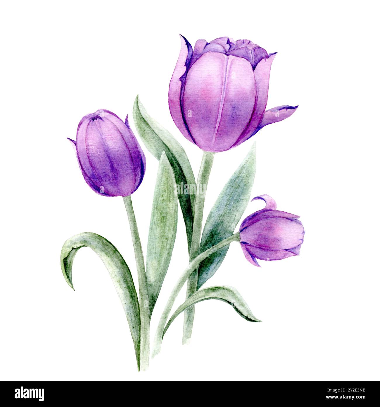Tulip Flower. Clip Art of Watercolor Lilac Tulip Flowers on a white ...