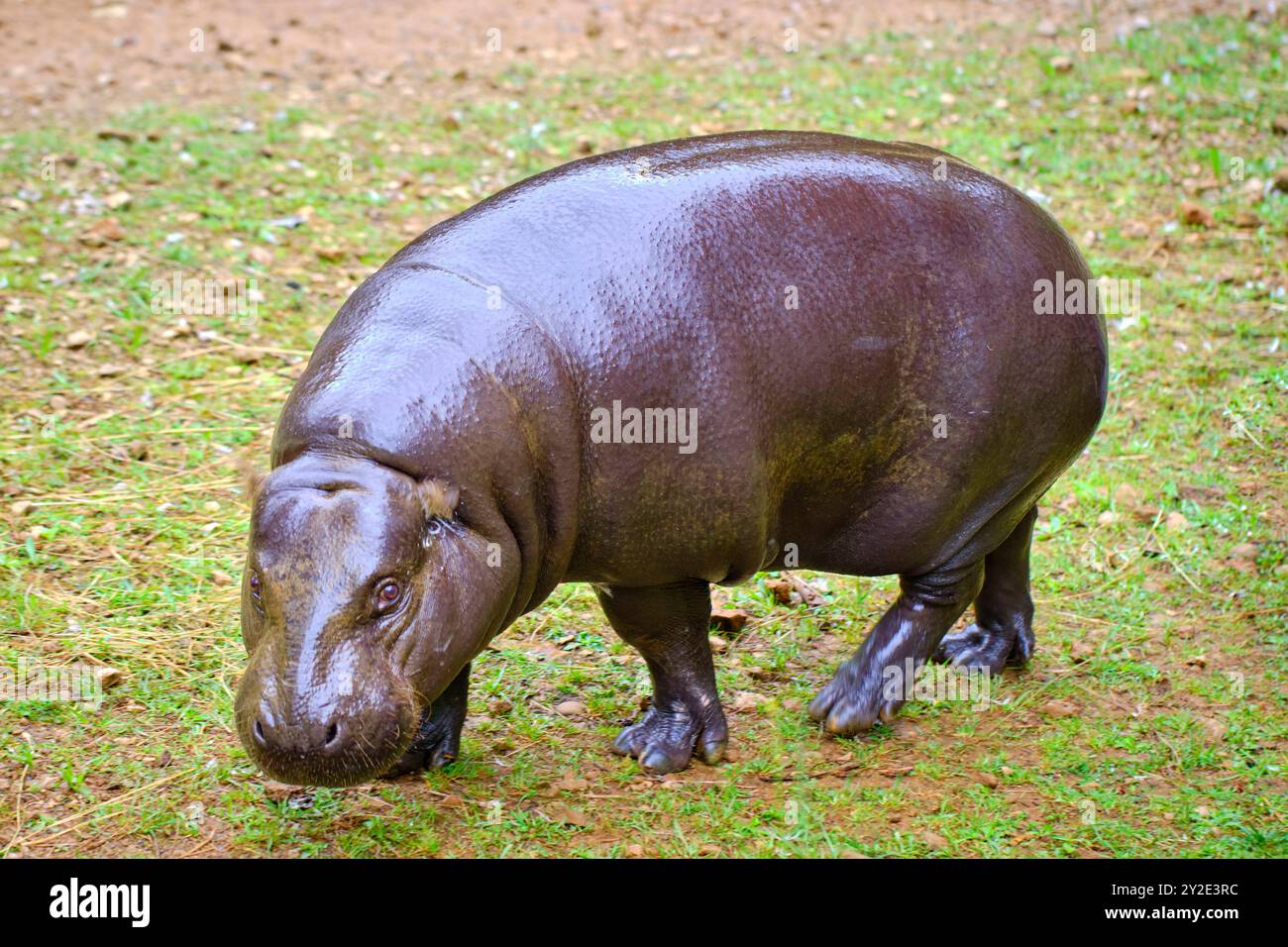 A pygmy hippopotamus Choeropsis liberiensis grazing in the grass ...