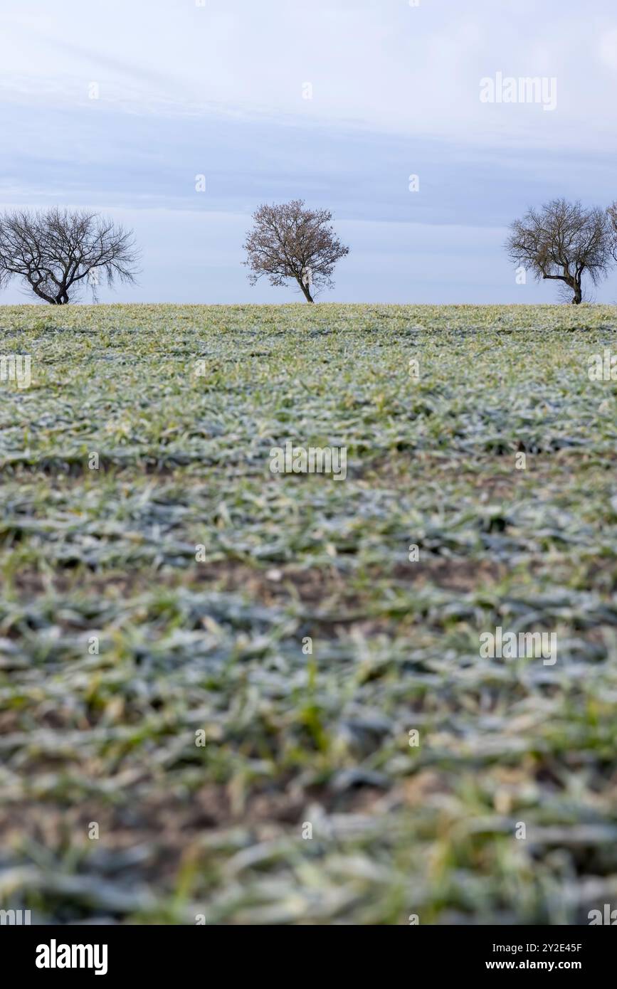 a new crop of wheat resistant to cold in winter in frost Stock Photo ...