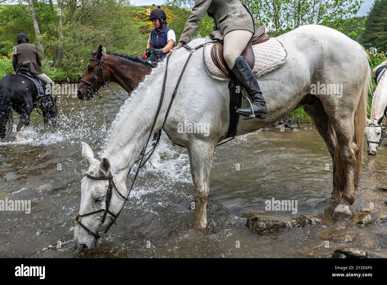 Hawick, Scottish Borders, Scotland, UK. 25th May 2024. Hawick Common ...