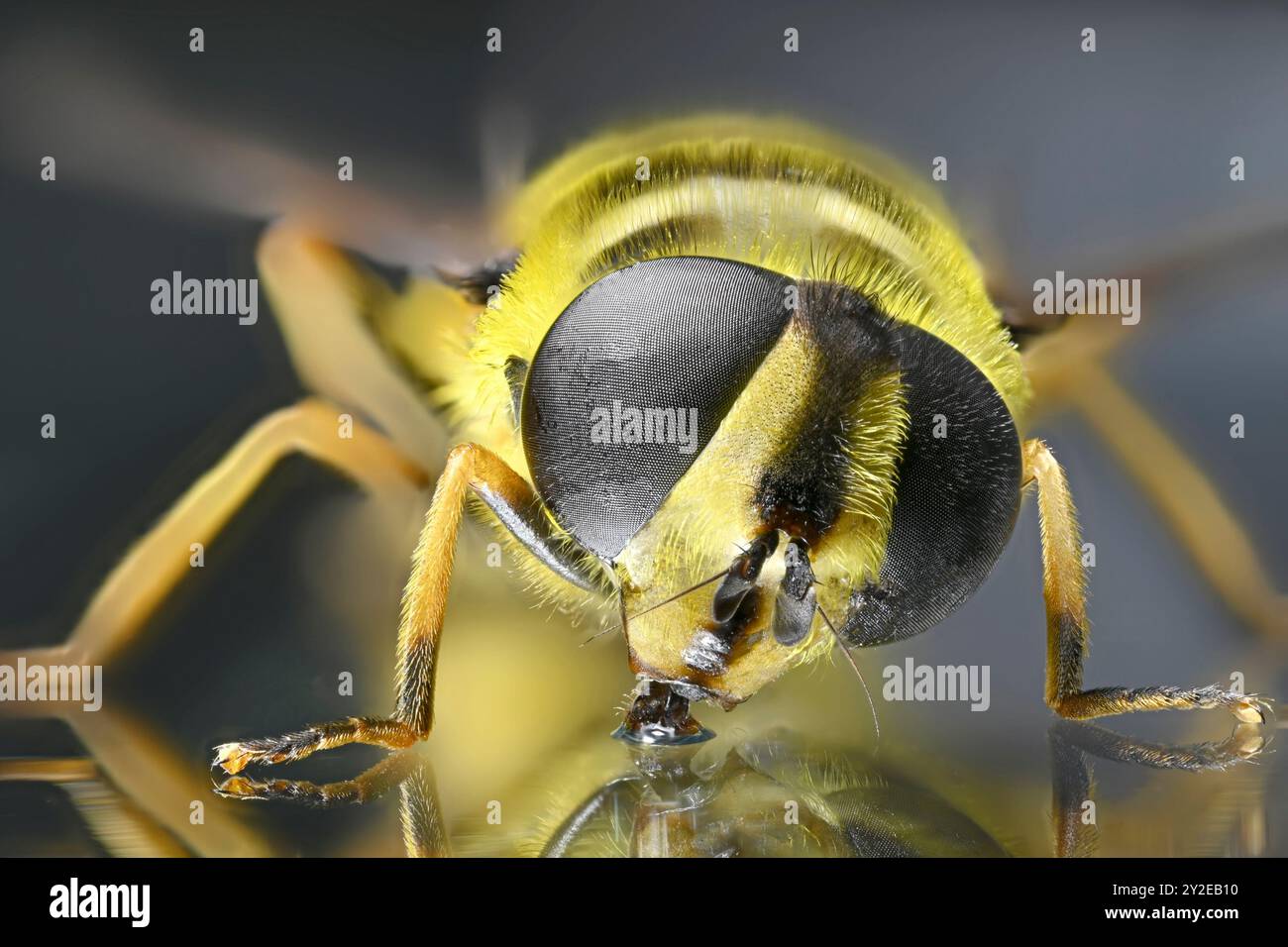 Batman Hoverfly (Myathropa florea) female - studio shot of a dead ...