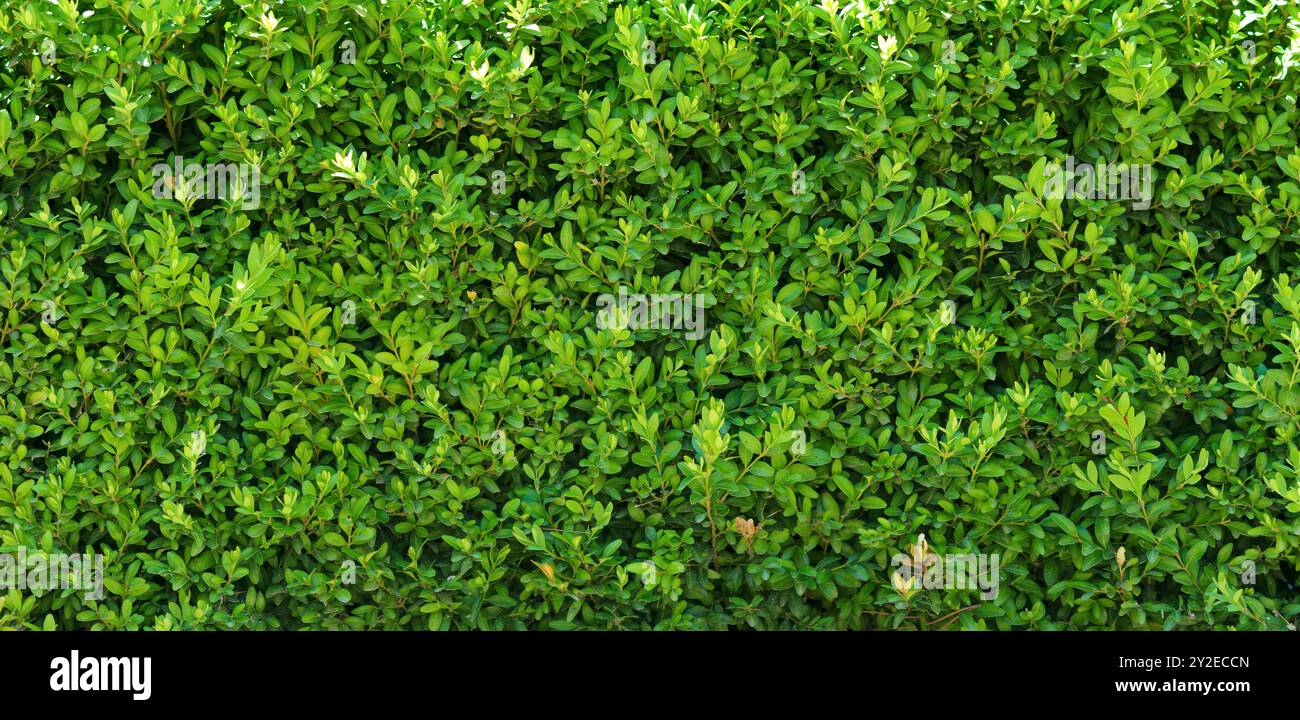 A beautiful hedge of Boxwood. Panoramic view of a Buxus plant. Seamless ...