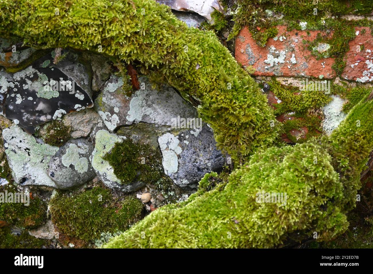 Moss on bricks hi-res stock photography and images - Alamy