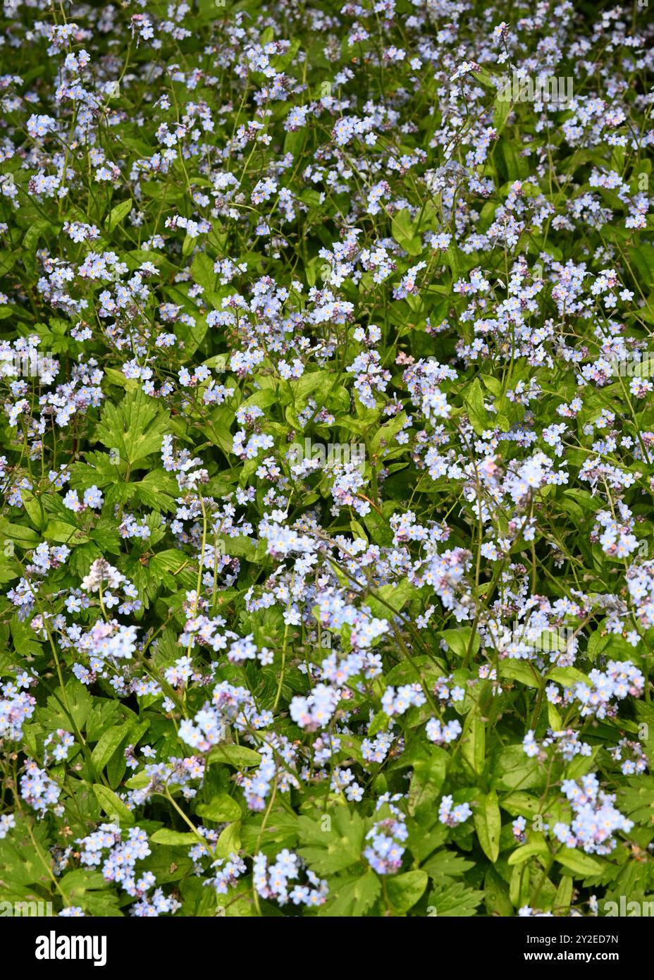 forget me not flowers Stock Photo - Alamy