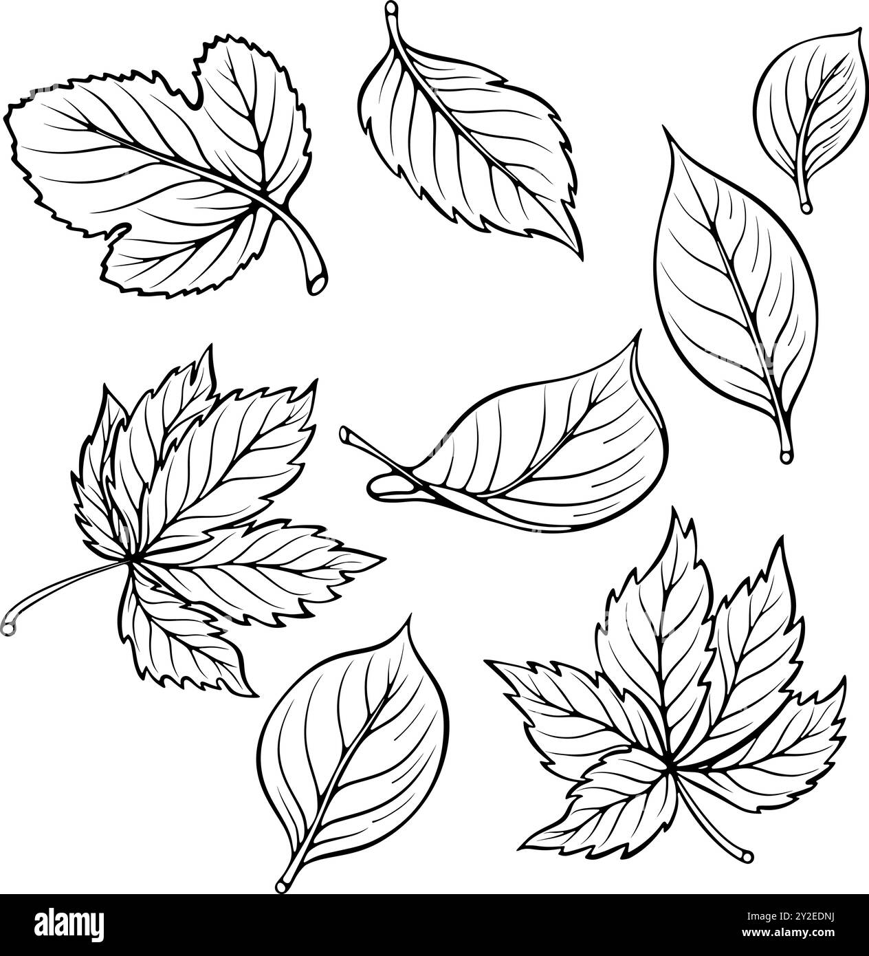 Different types of leaves line art Stock Vector Image & Art - Alamy