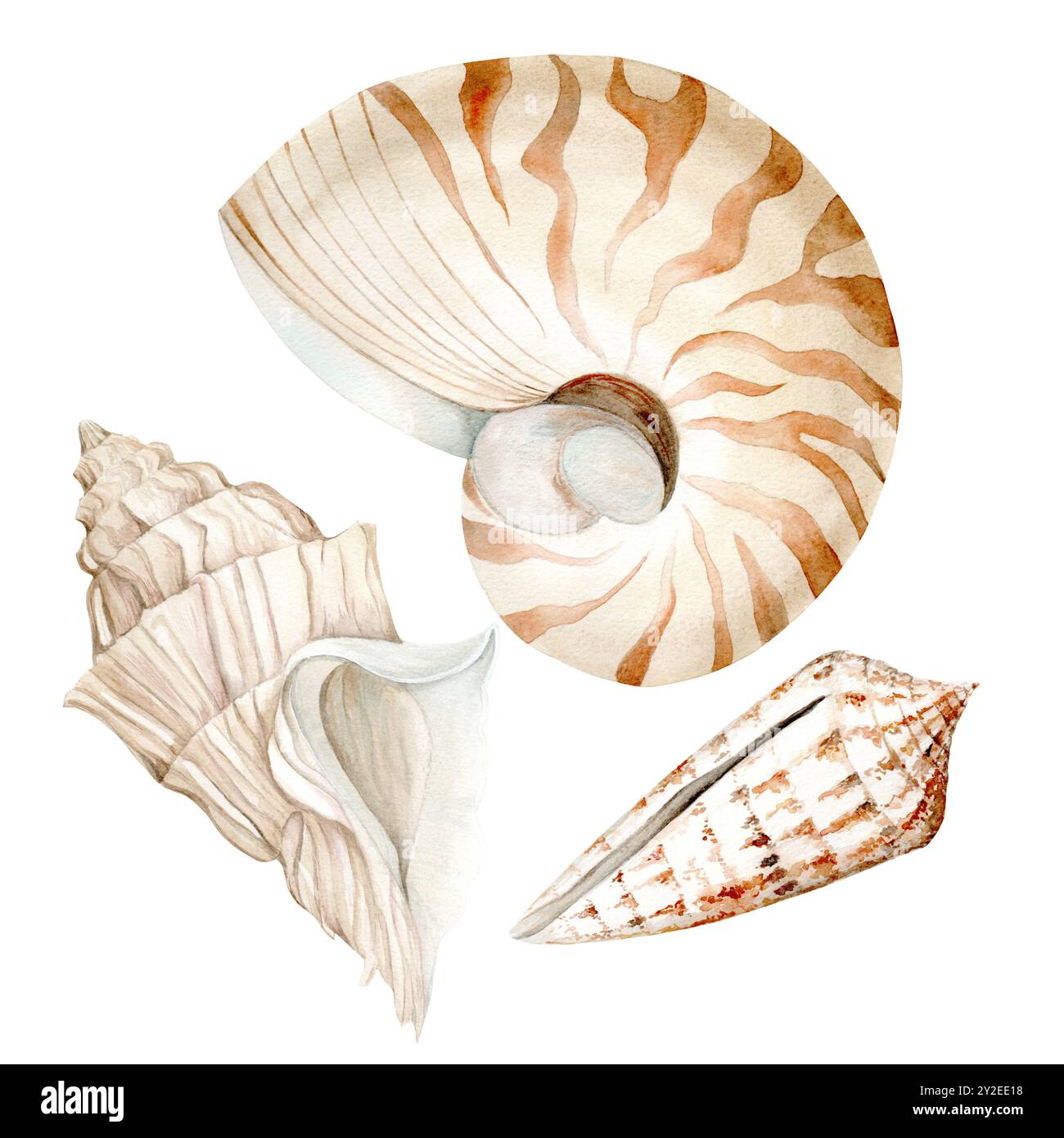 Seashells. Set of Nautilus and seashells. Watercolor pattern. Hand ...