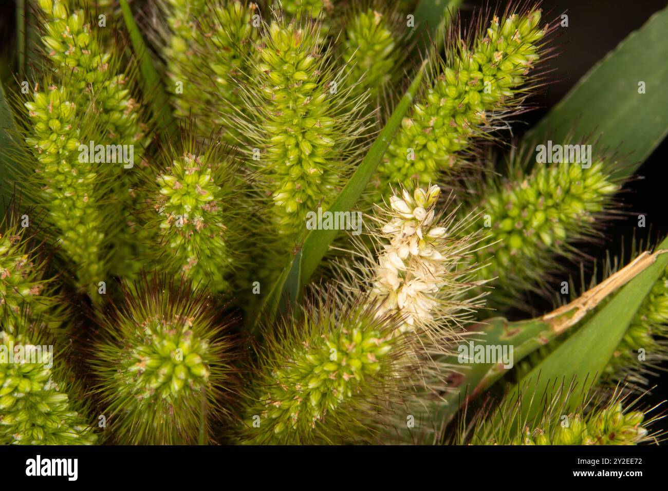 close up of foxtail grass seed head with yellow or purple bristles ...