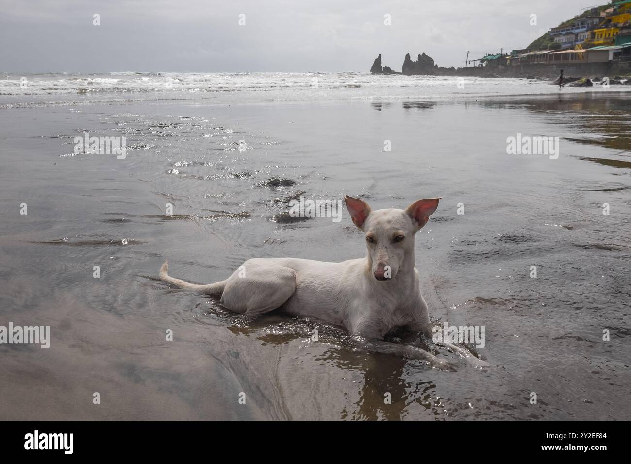 A stray female dog sitting in the cold water due to heat. Homeless dog ...