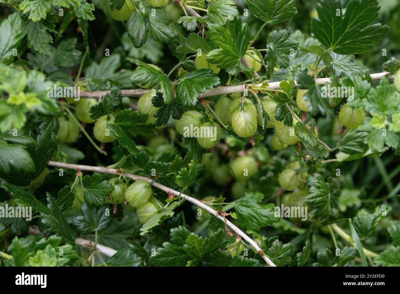 Domestic garden gooseberries hi-res stock photography and images - Alamy