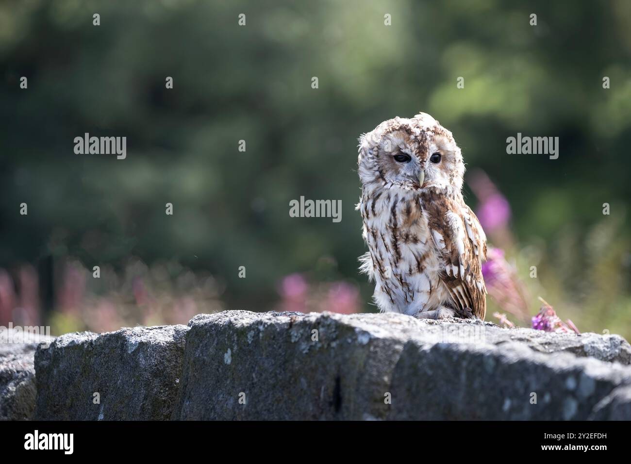 A Tawny Owl Strix Aluco perching on a stone wall against a forest ...