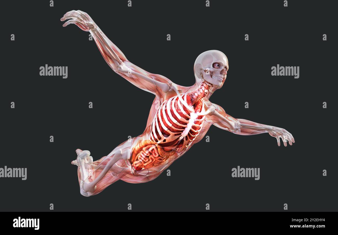 3d Illustration of a Male Skeleton Muscle System, Bone and Digestive ...