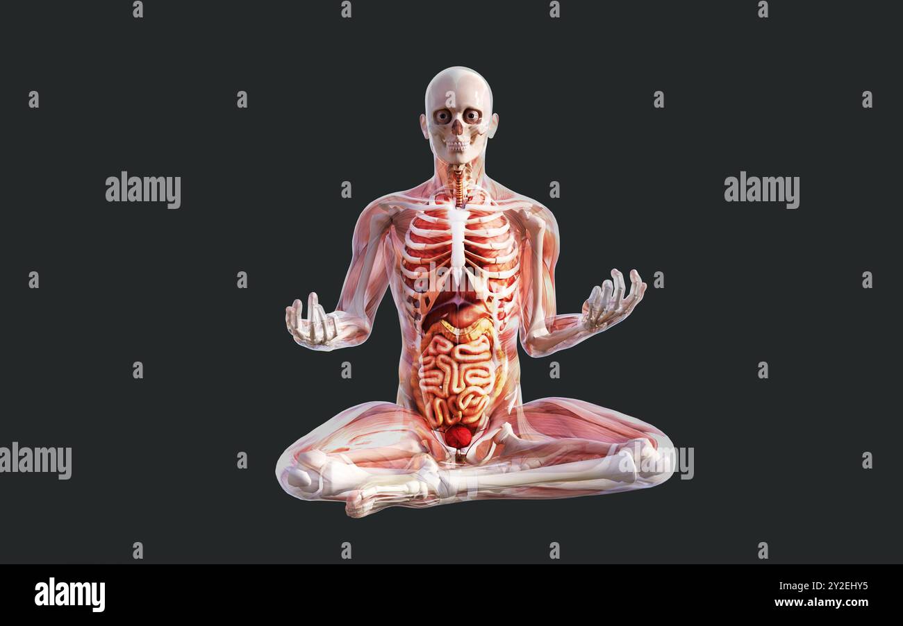 Male muscular system hi-res stock photography and images - Alamy