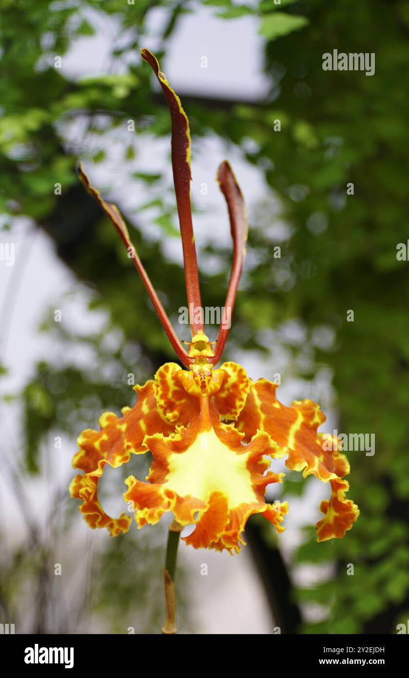 Beautiful unique shape and speckled yellow color of Psychopsis Kalihi ...