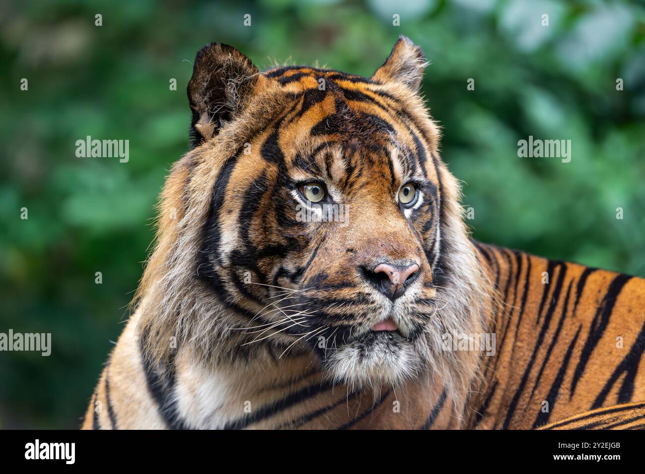 Detailed close up of the face of a Sumatran tiger in a UK zoo Stock ...