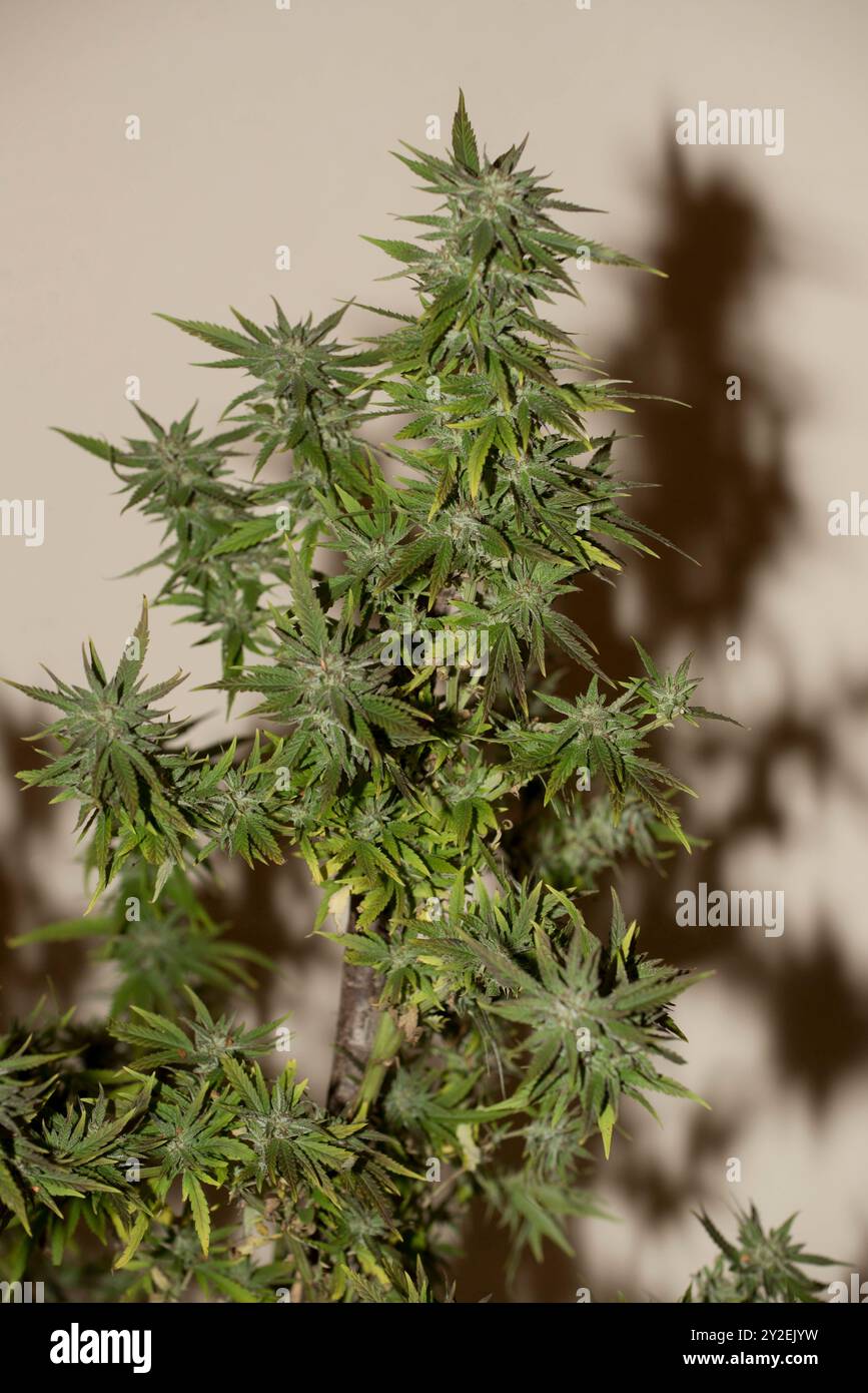 cannabis from the hemp plant, drug also known as marijuana cannabis ...