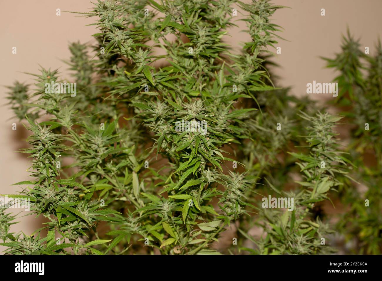 cannabis from the hemp plant, drug also known as marijuana cannabis ...