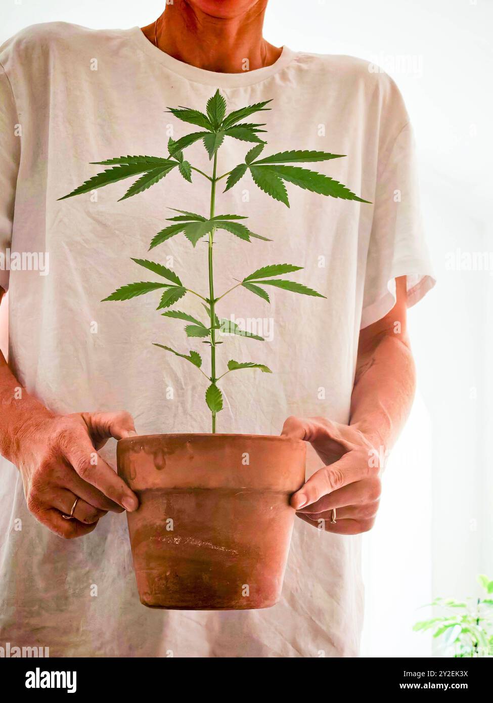 cannabis from the hemp plant, drug also known as marijuana cannabis ...