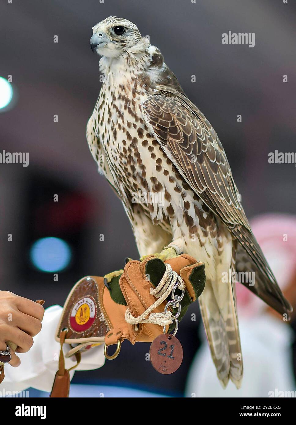 INTERNATIONAL HUNTING AND FALCONS EXHIBITION IN DOHA An exhibitor shows ...