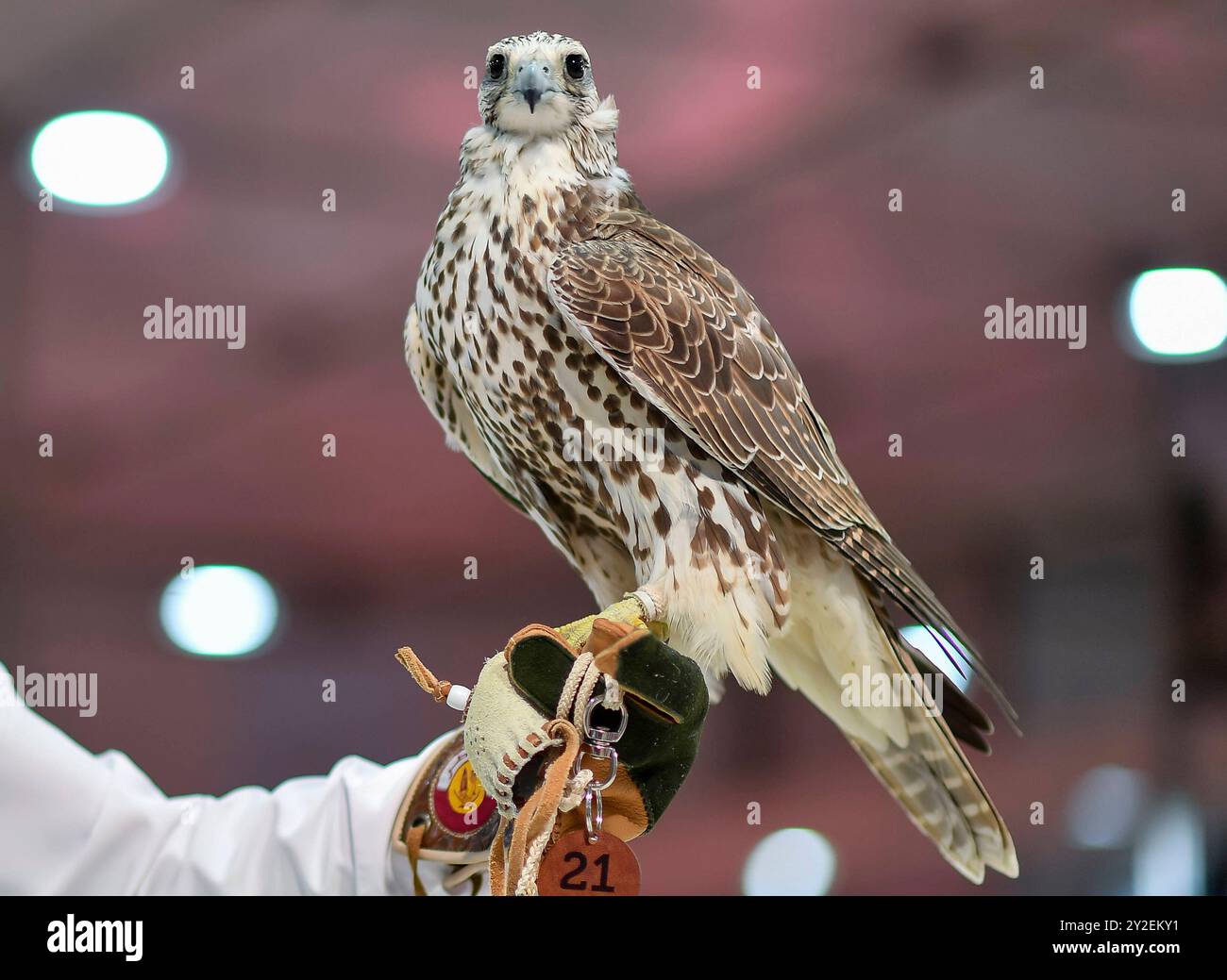 INTERNATIONAL HUNTING AND FALCONS EXHIBITION IN DOHA An exhibitor shows ...