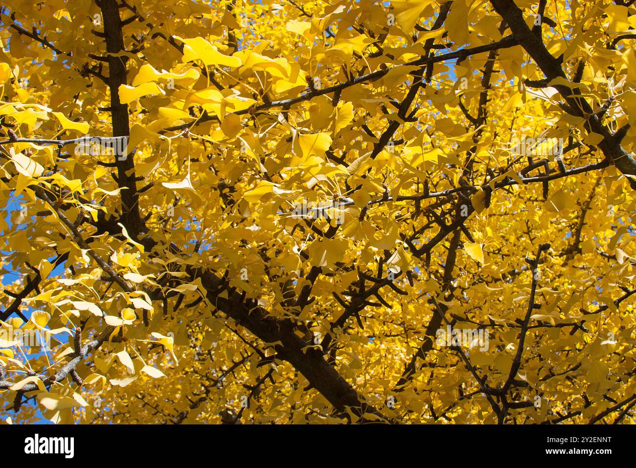 Detail of a gingko tree with branches and yellow leaves against a blue ...
