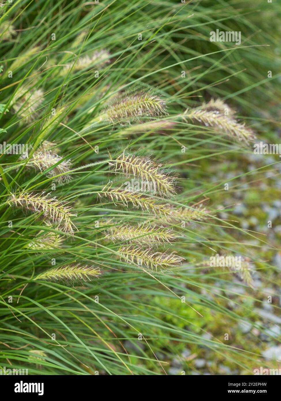 Late summer flower spikes of the hardy perennial fountain grass ...