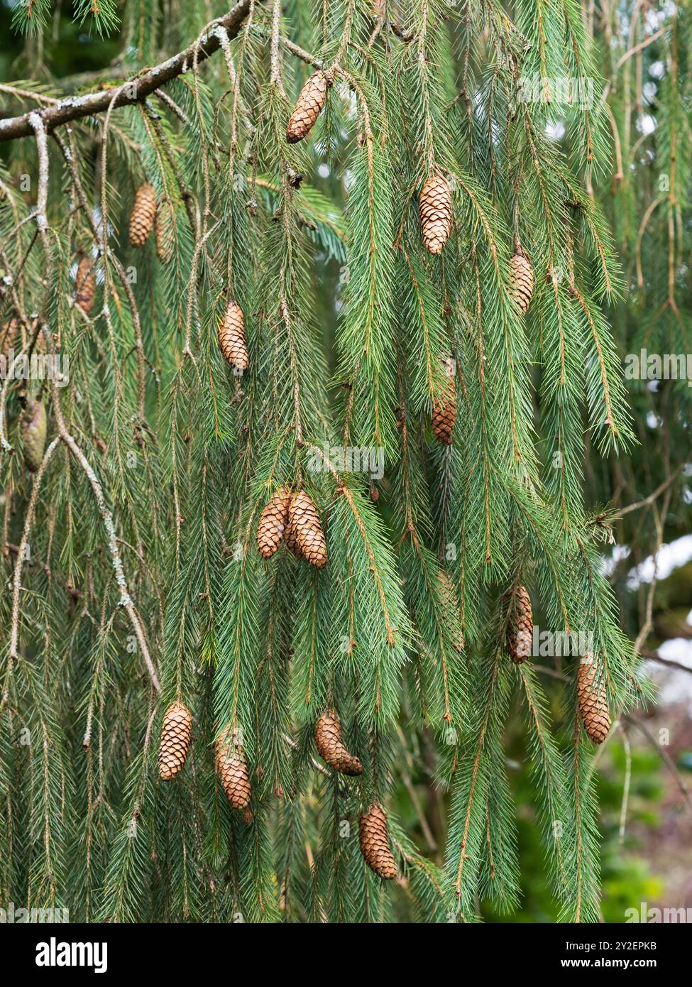 Seed cones of the columnar evergreen conifer, purple-coned spruce ...
