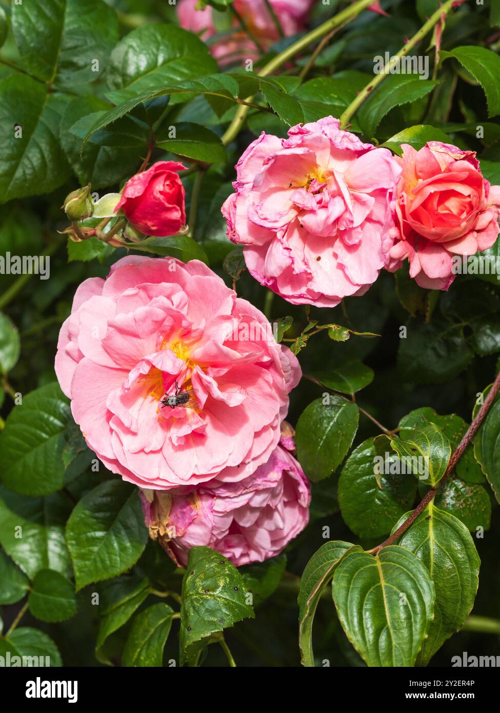 David austin fragrant english rose hi-res stock photography and images ...