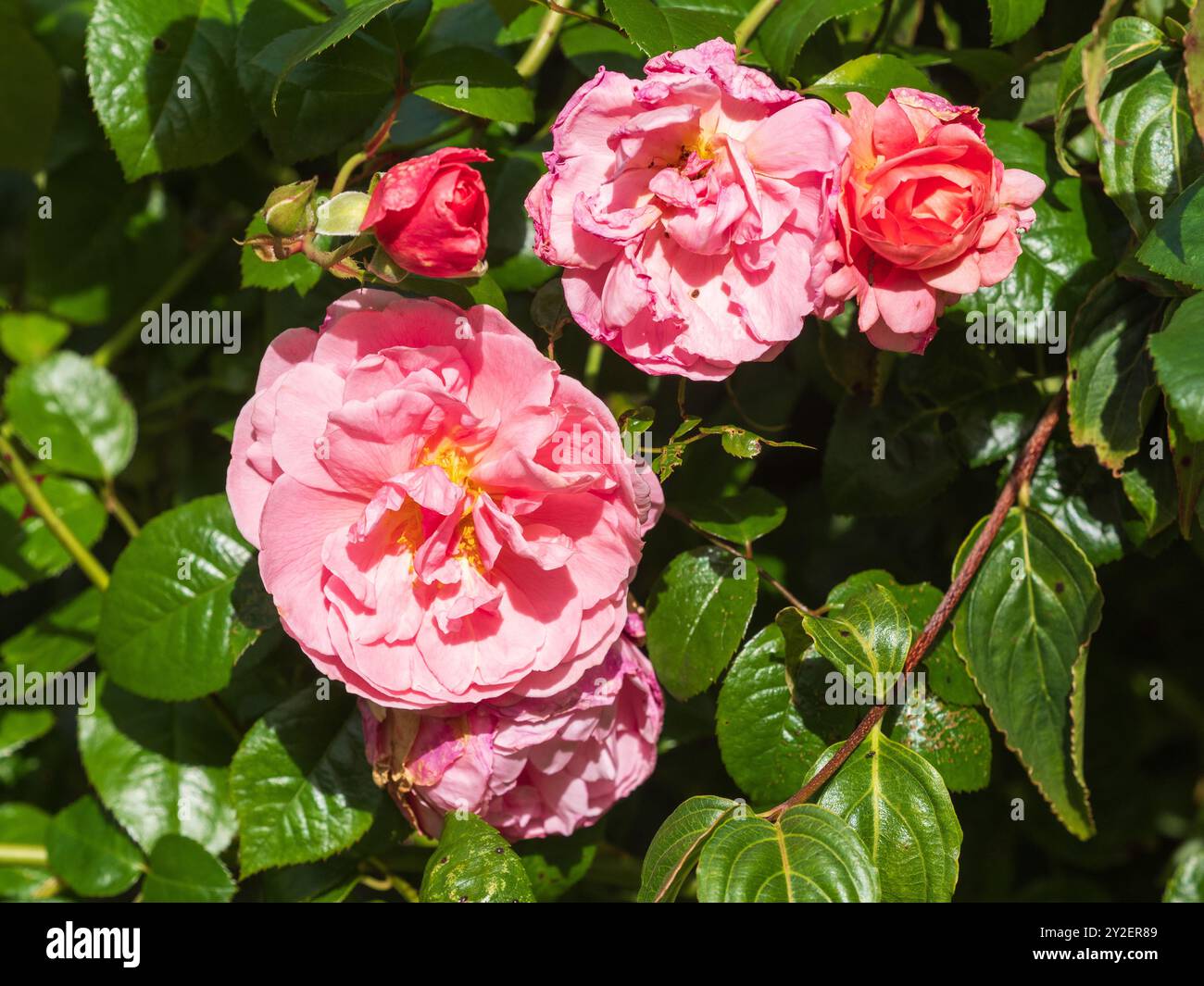Pink, semi-double flowers of the fragrant David Austin English shrub ...