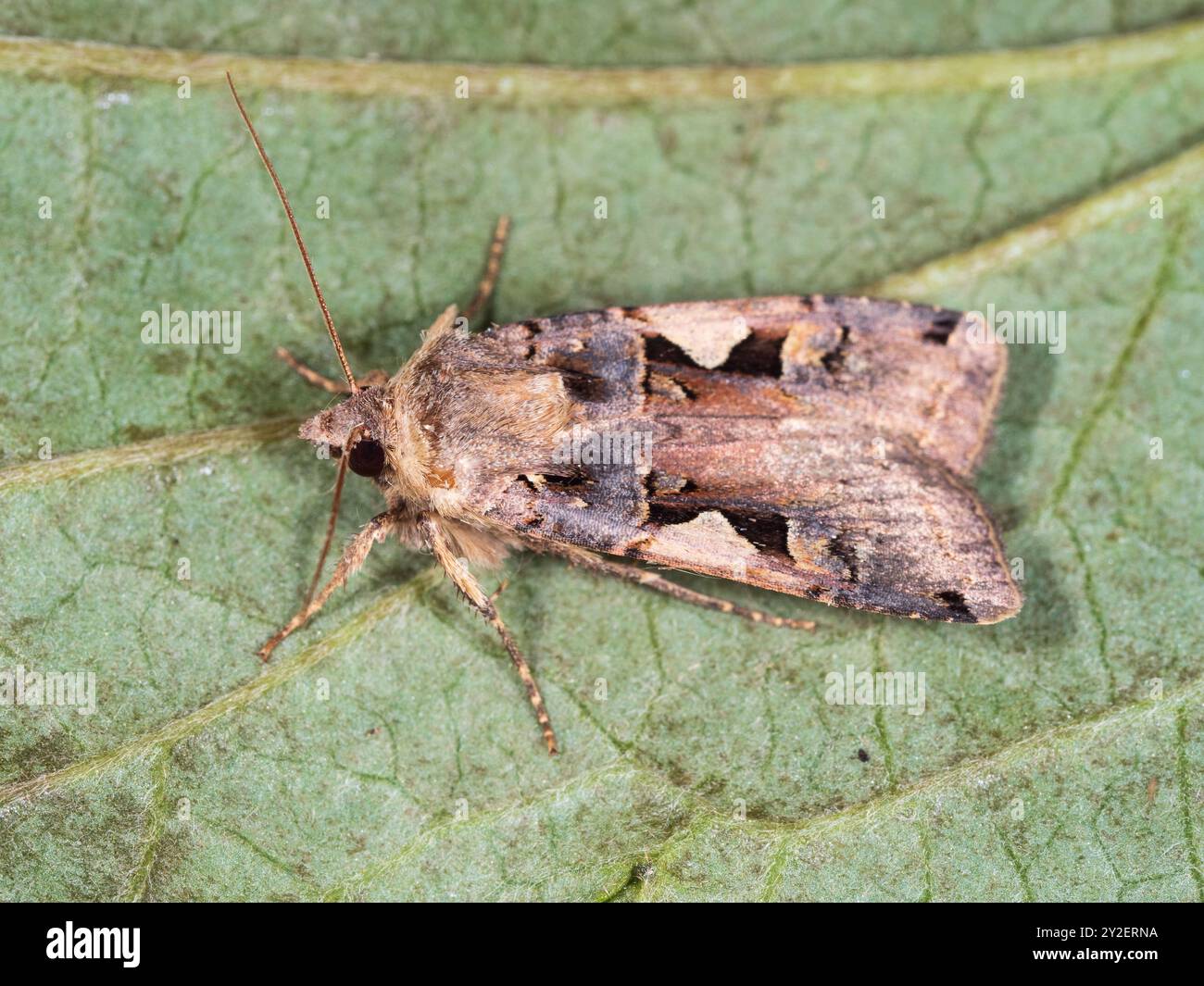 Setaceous hebrew character uk hi-res stock photography and images - Alamy