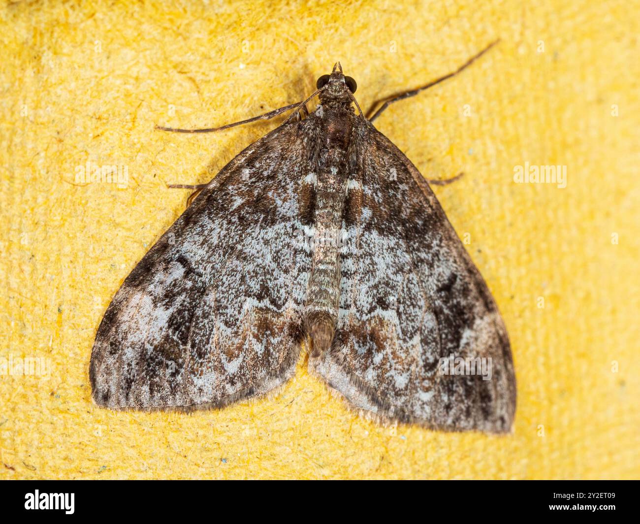 Colour morph of the Common Marbled Carpet UK moth, Dysstroma truncata ...
