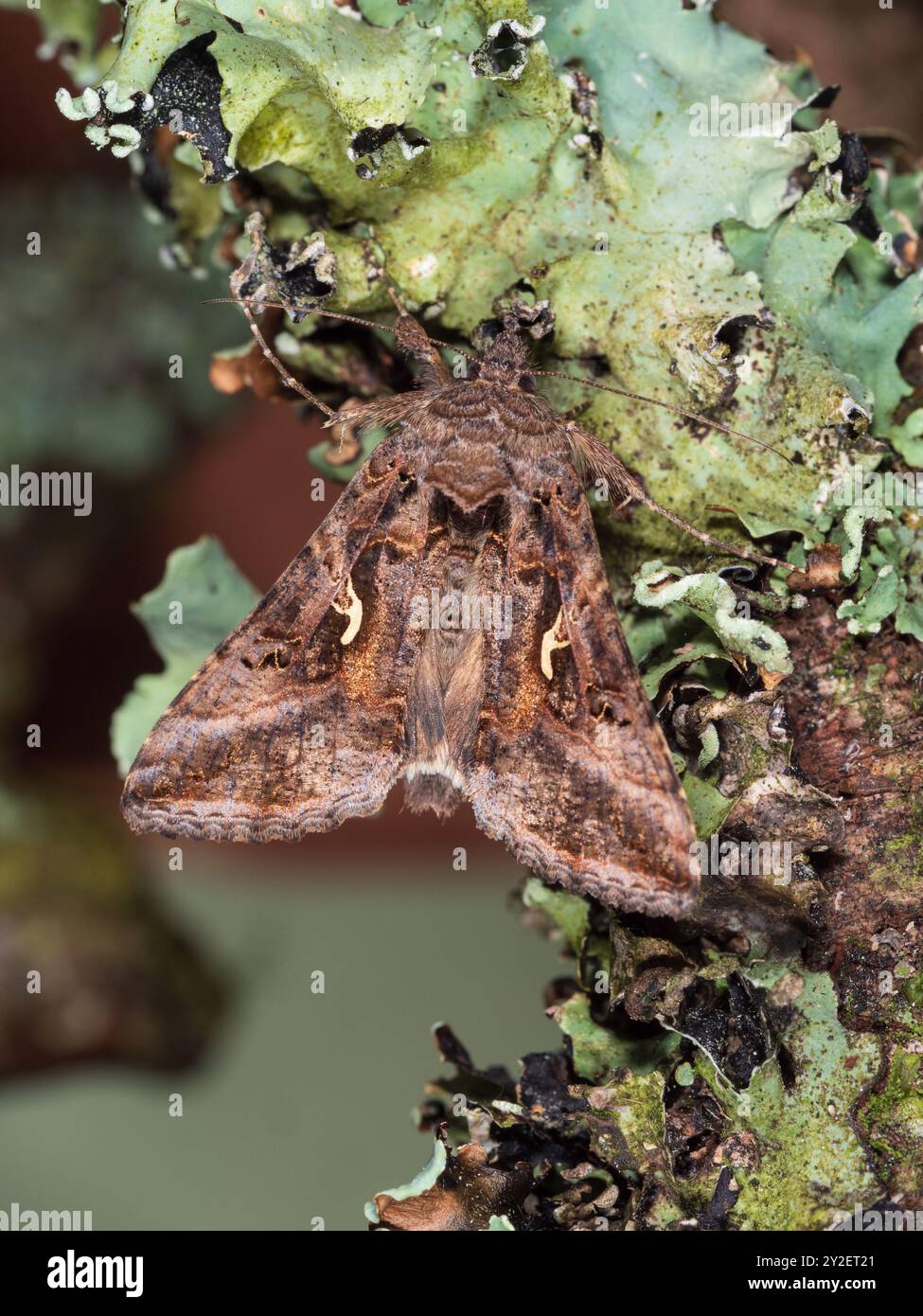 Day and night flying Migrant UK moth species, Autographa gamma, Silver ...