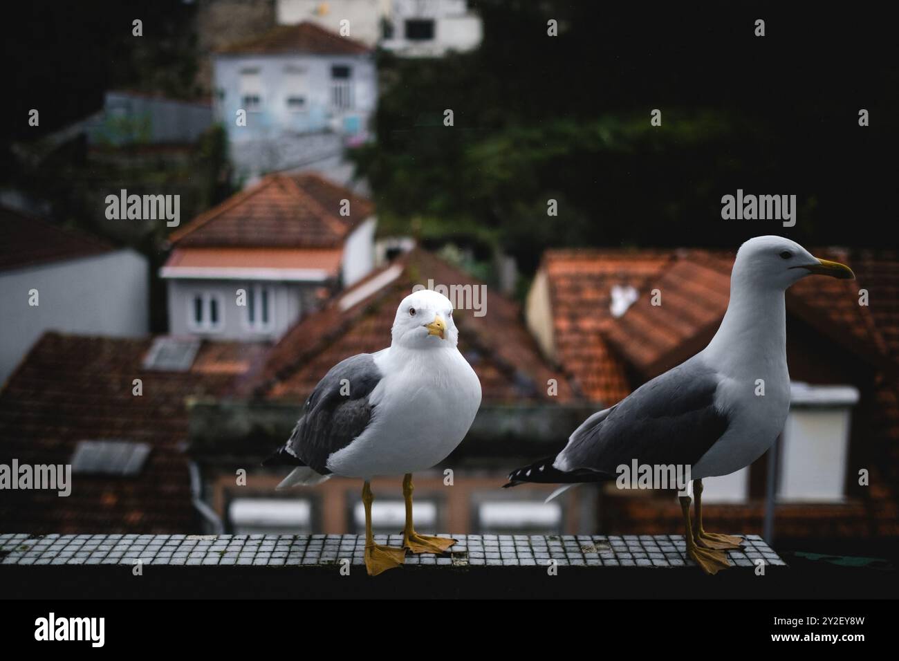 Seagulls perch on the balcony of a house in an old town, overlooking ...