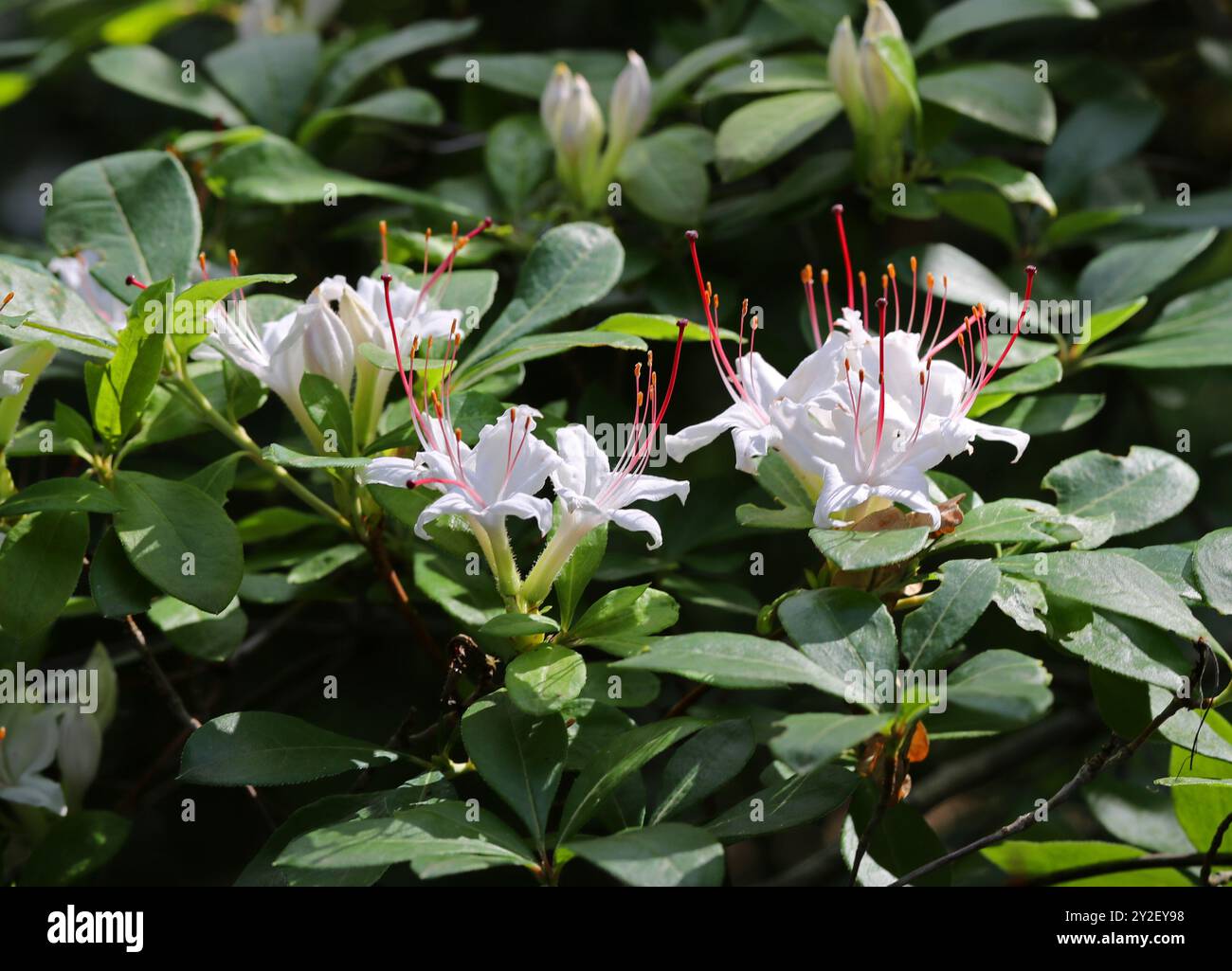 Sweet shrub hi-res stock photography and images - Alamy